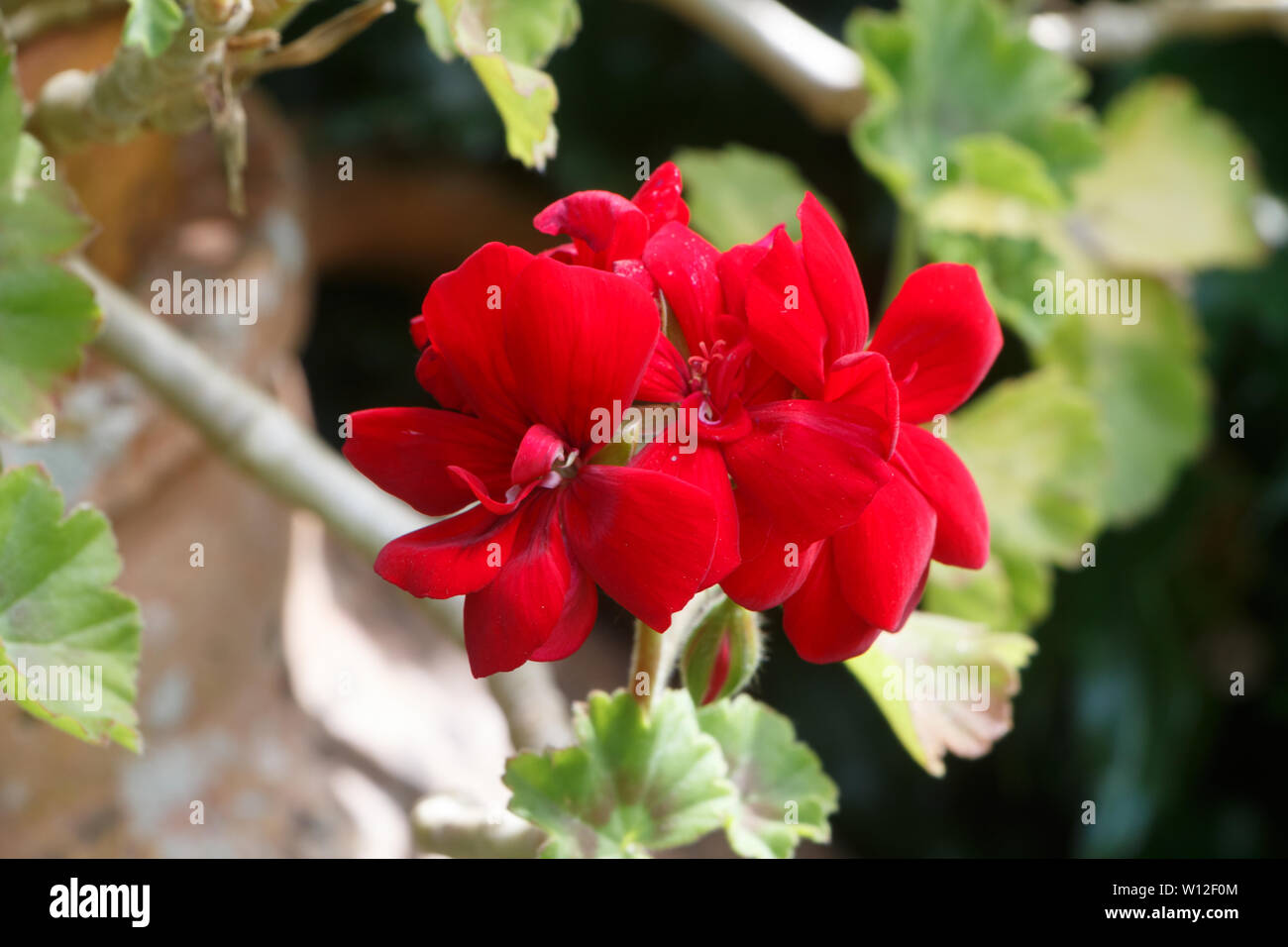 Red geranium flowers in a garden during spring Stock Photo - Alamy