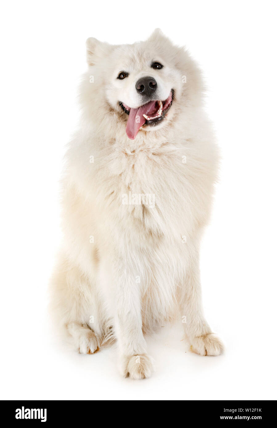 samoyed dog in front of white background Stock Photo - Alamy