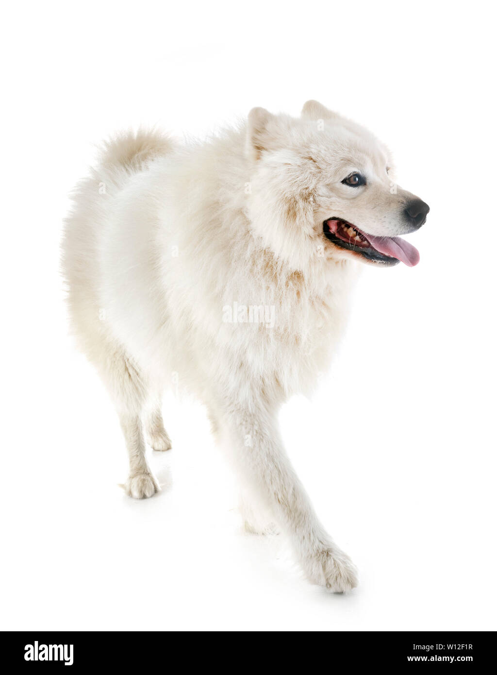 samoyed dog in front of white background Stock Photo - Alamy