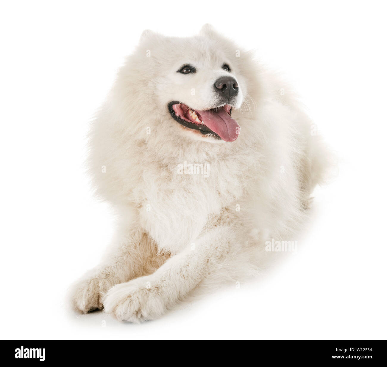 samoyed dog in front of white background Stock Photo - Alamy
