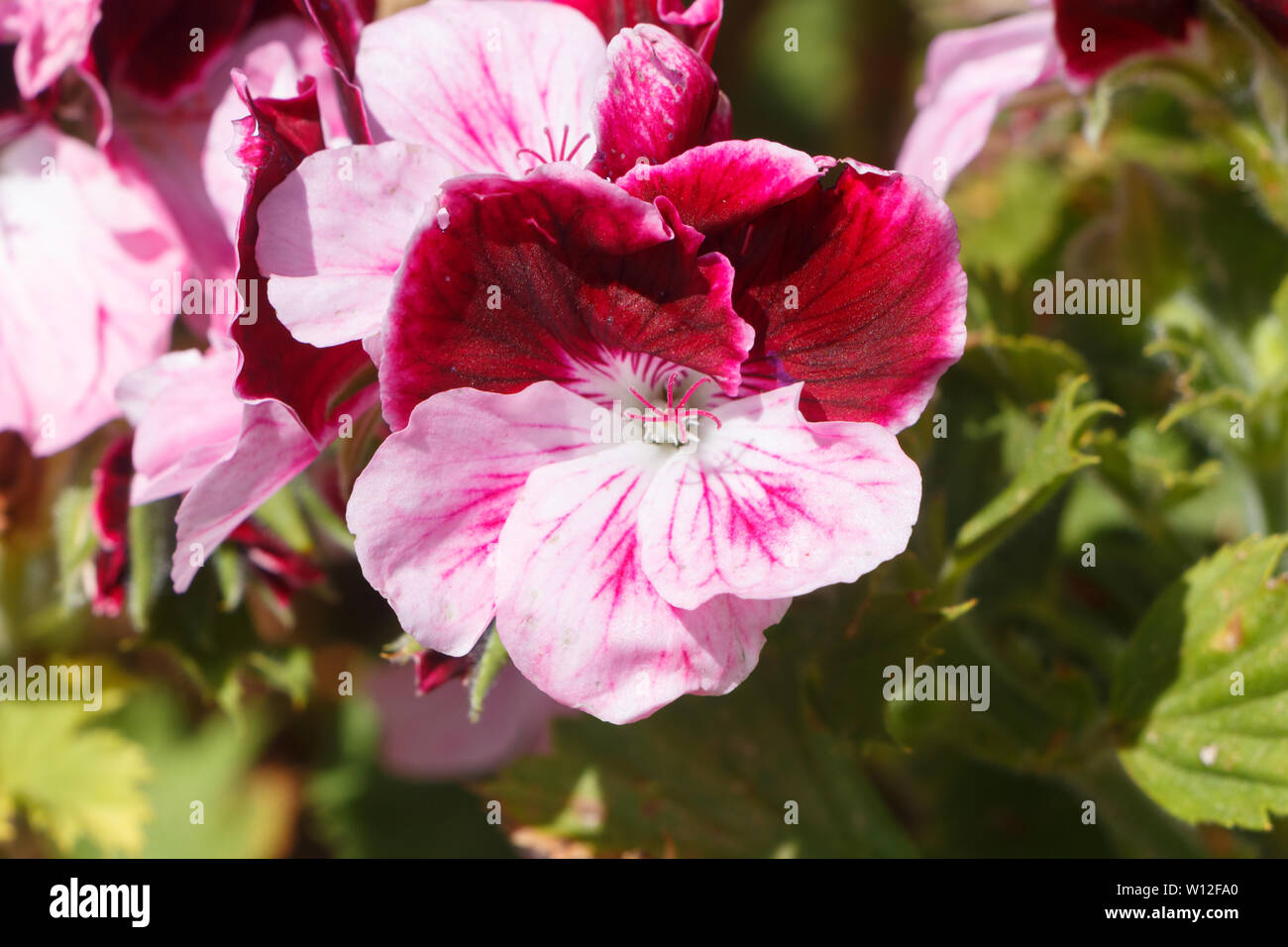 Pink and white geranium flowers in a garden during spring Stock Photo ...