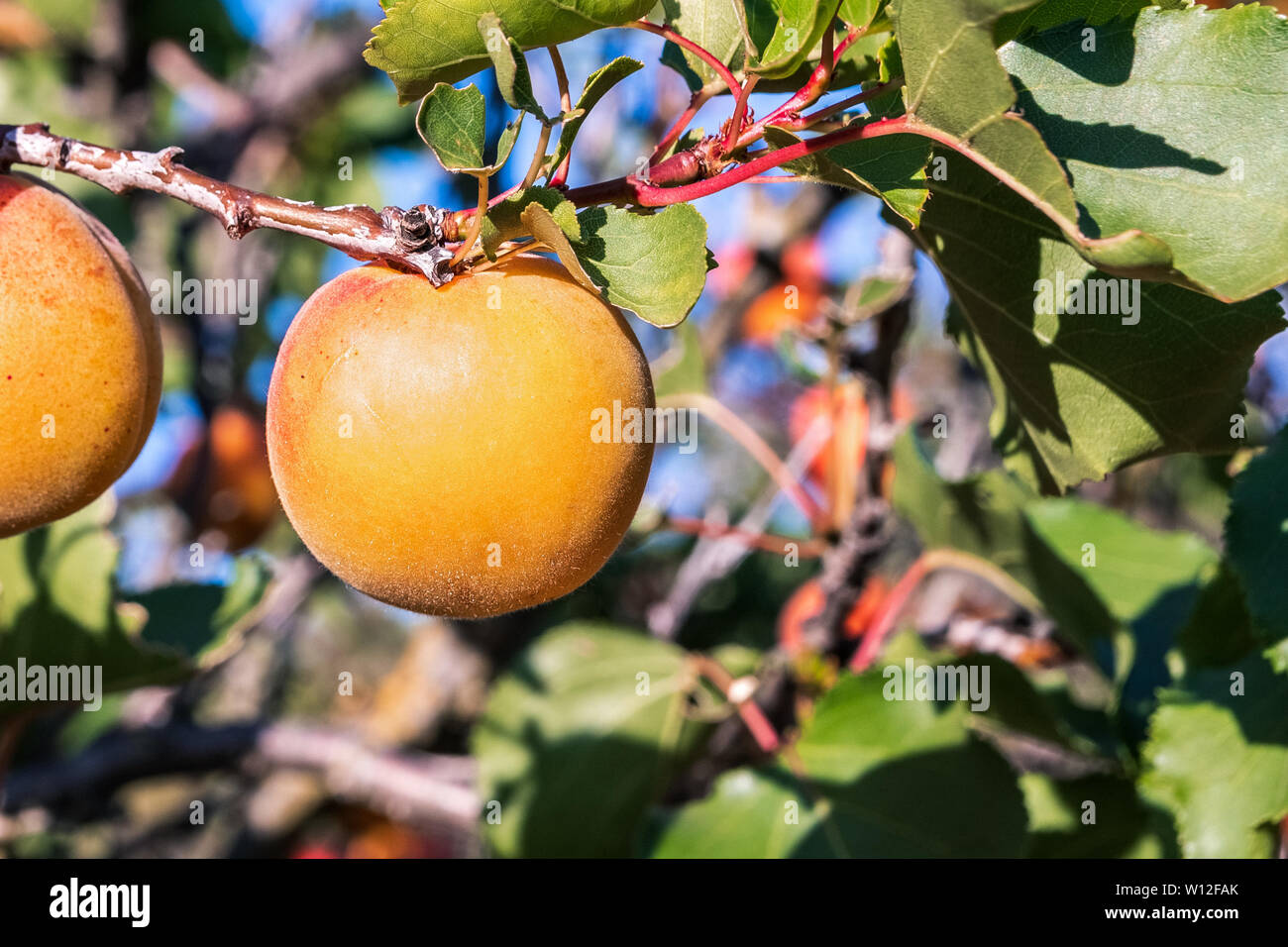 Santa clara california apricot orchard hi-res stock photography and ...