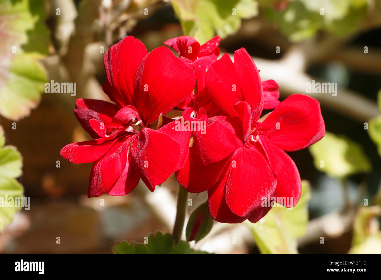 Red geranium flowers in a garden during spring Stock Photo - Alamy