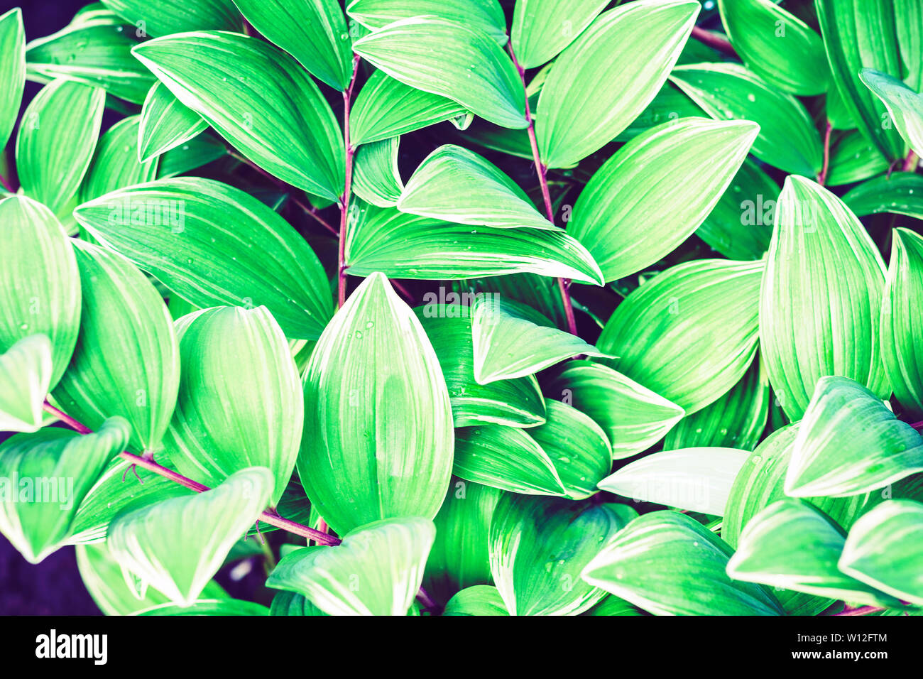 green leaves texture background, plants in a garden Stock Photo - Alamy