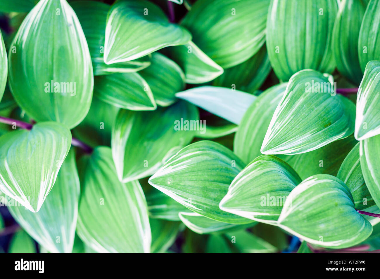 green leaves texture background, plants in a garden Stock Photo - Alamy