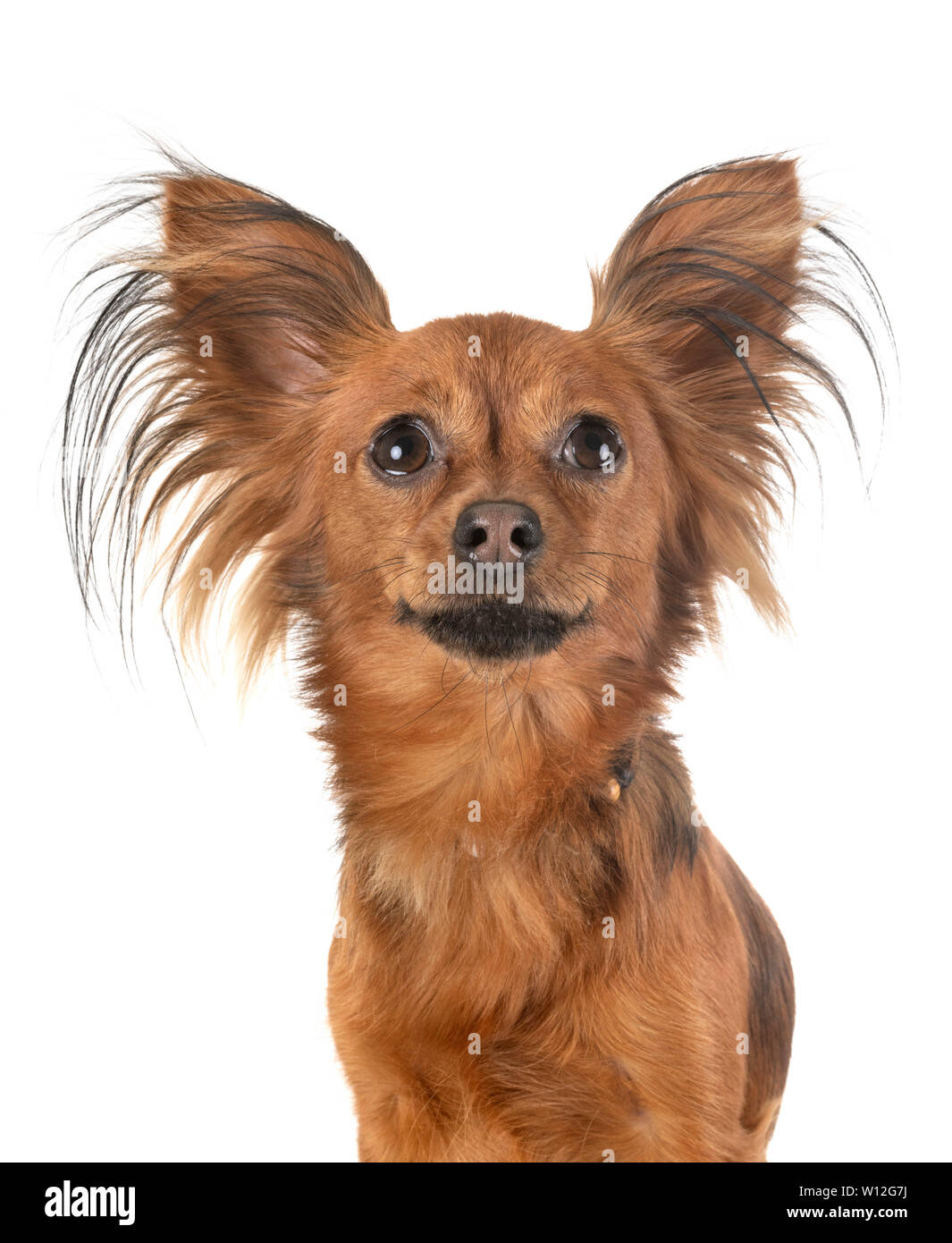 Russkiy Toy in front of white background Stock Photo - Alamy