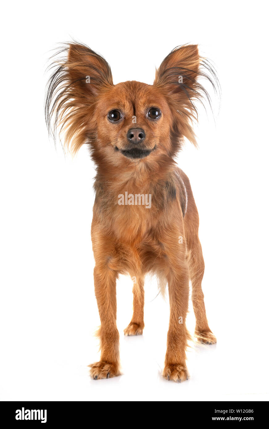 Russkiy Toy in front of white background Stock Photo - Alamy