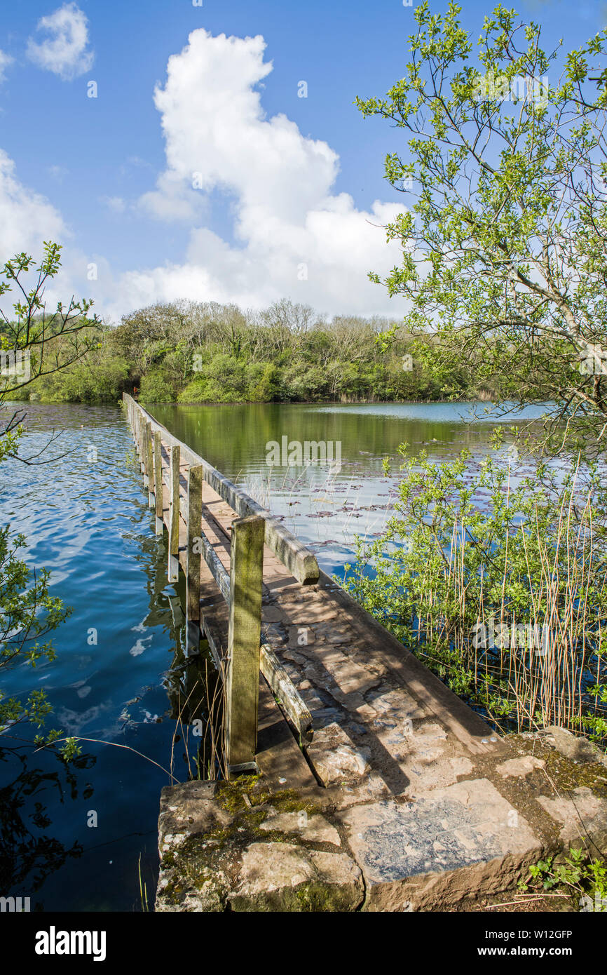 Cosmeston Lakes in South Pembrokeshire famous for their water lilies ...