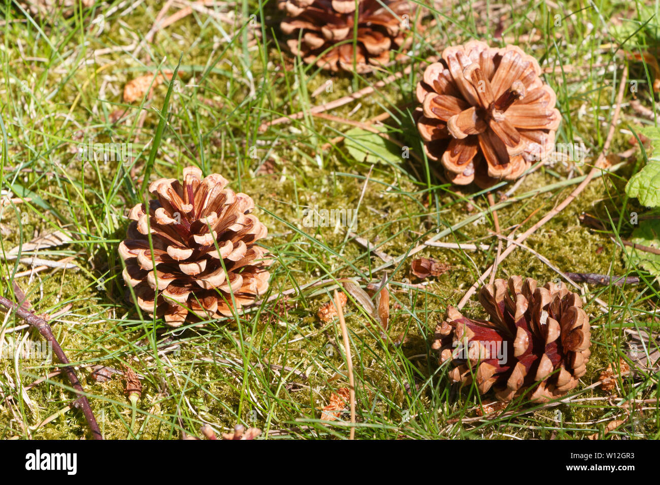 Pine cones on grass after falling from the tree Stock Photo - Alamy