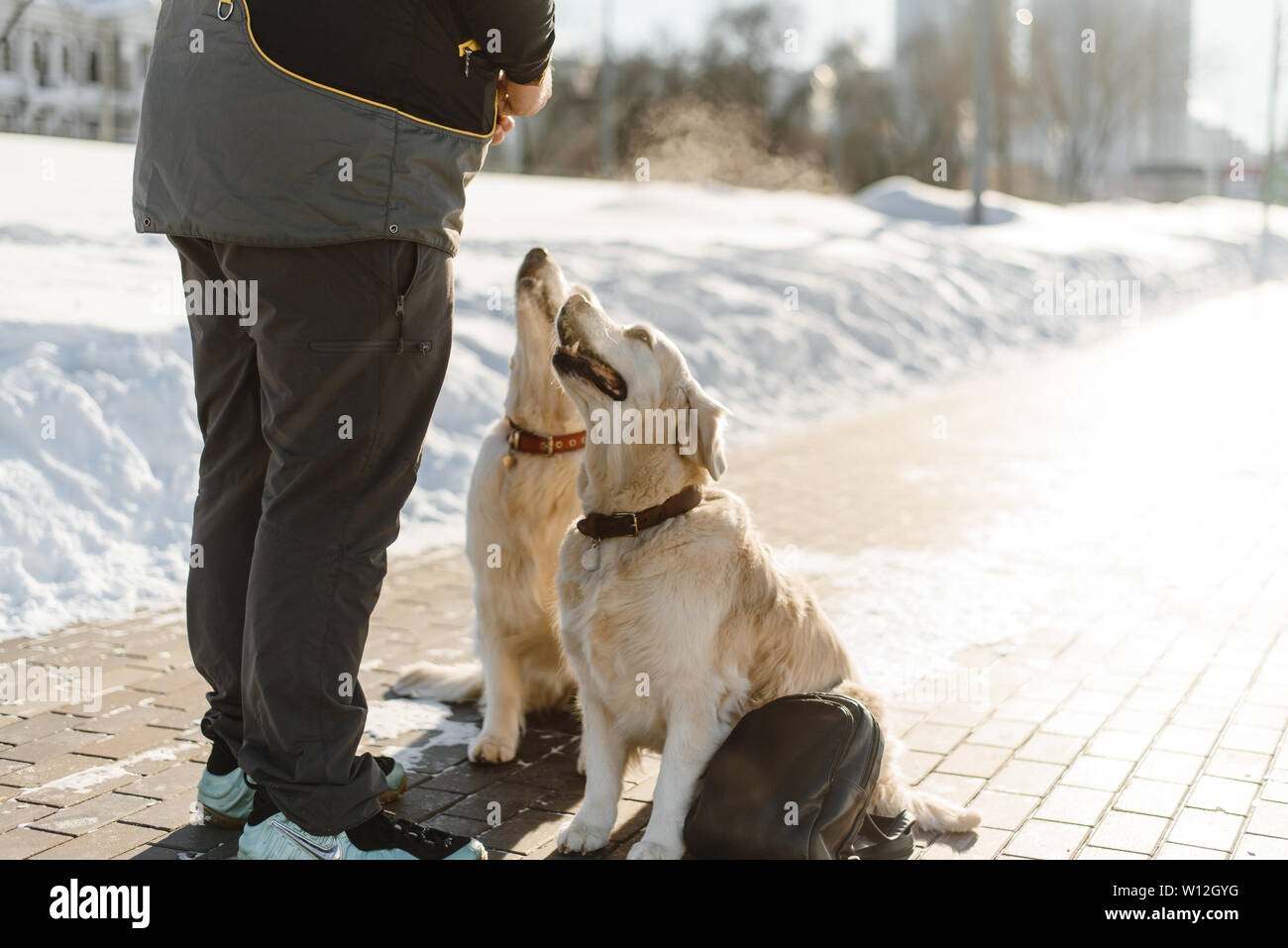 Two beautiful Labrador training. Trained dogs. dogs walk in winter ...