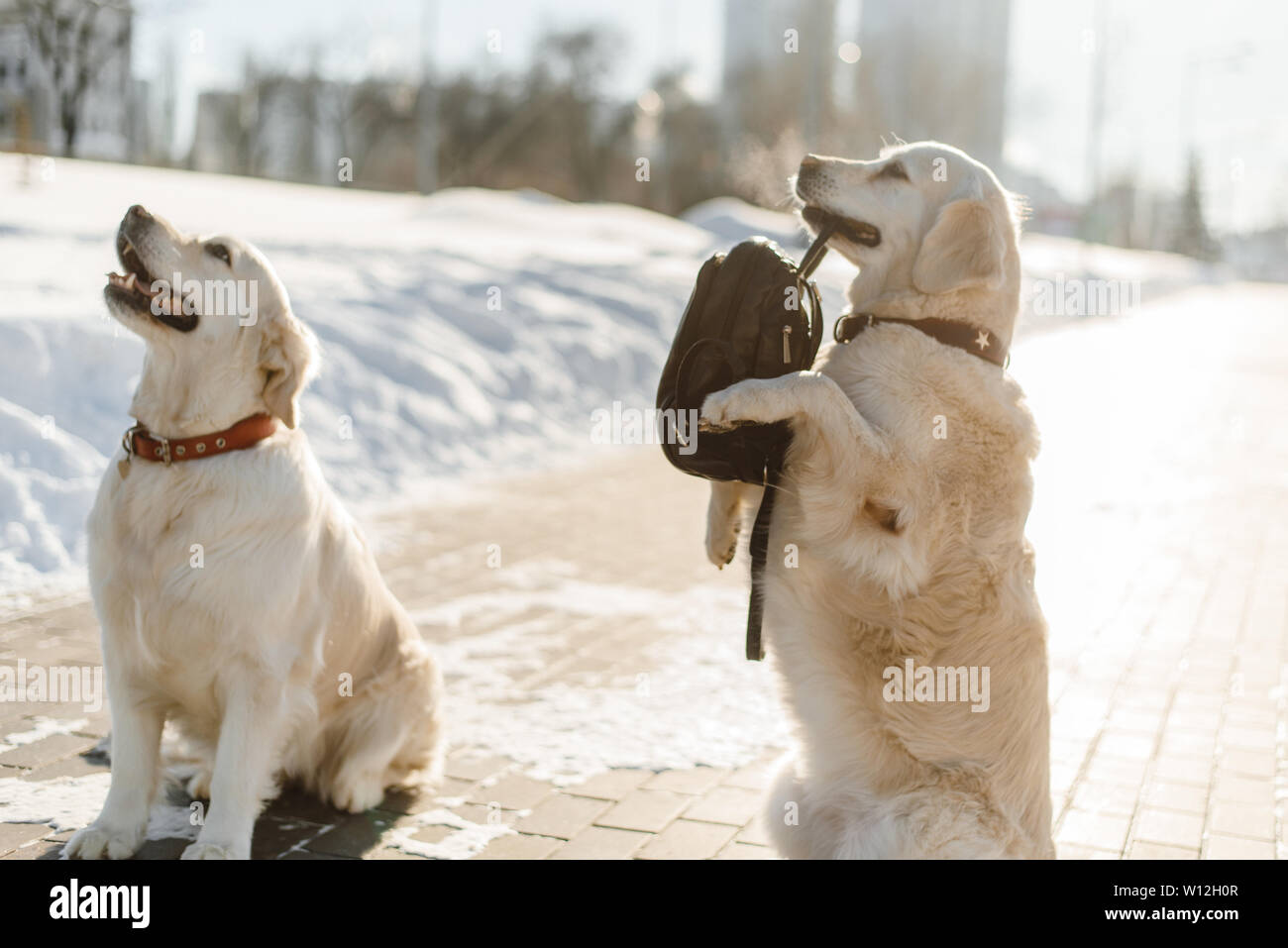 Two beautiful Labrador training. Trained dogs. dogs walk in winter ...