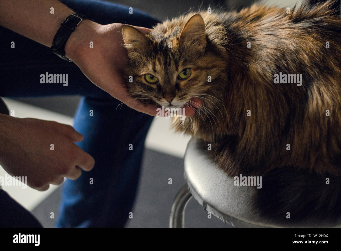 Cat animal no man mammal nature portrait hi-res stock photography and ...