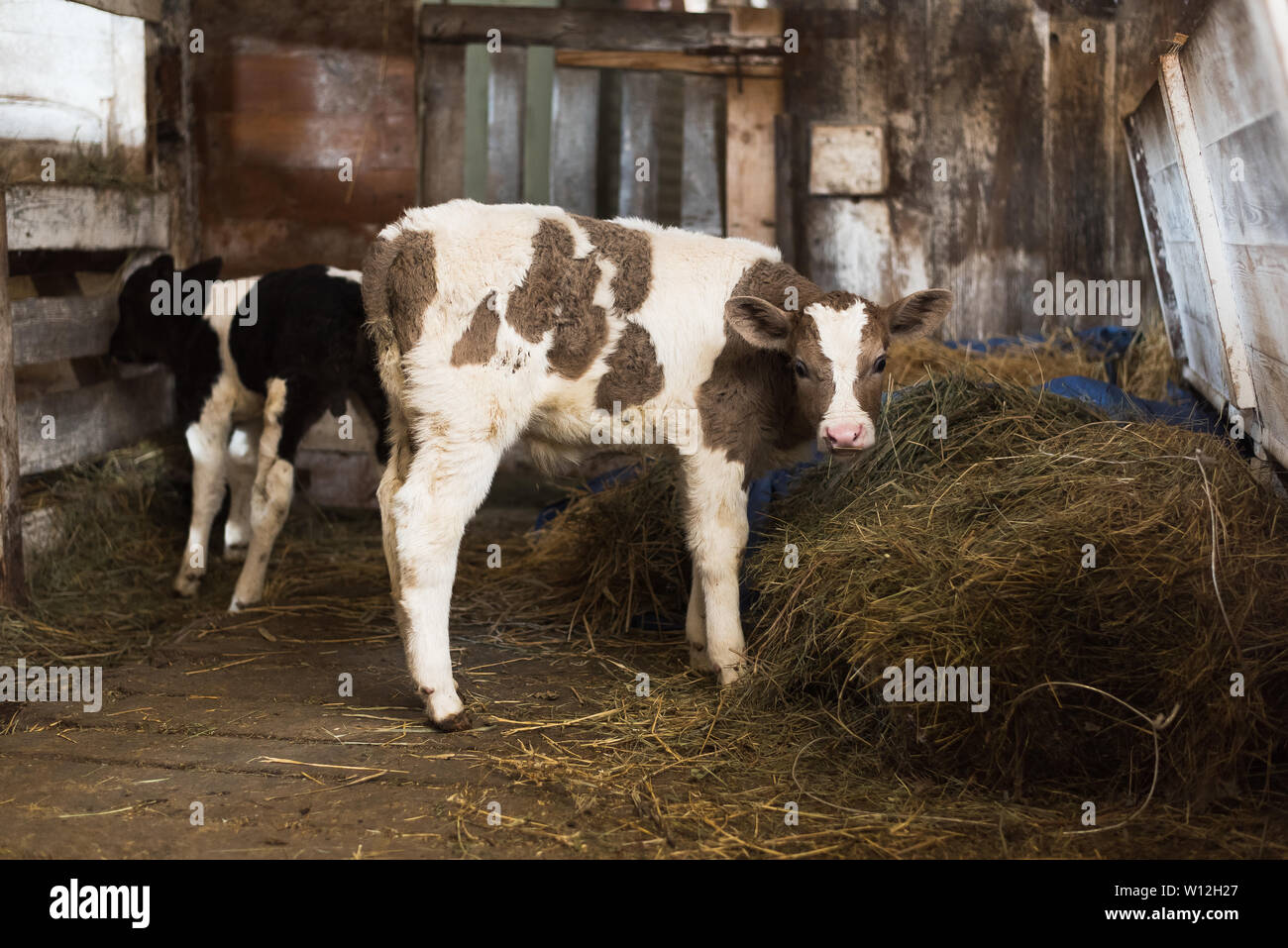 Cute calf looks into the object. A cow stands inside a ranch next to ...