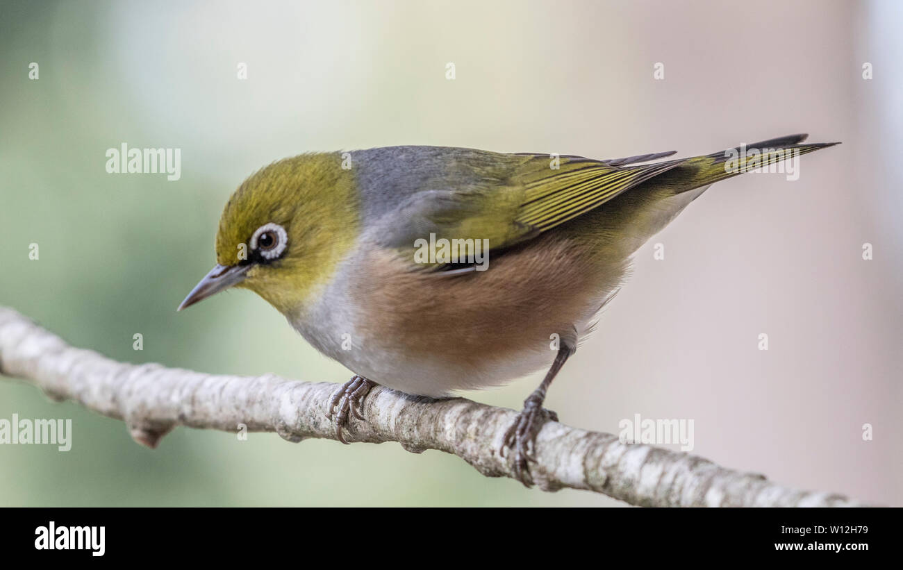 Silvereye ( Zosterops lateralis Stock Photo - Alamy