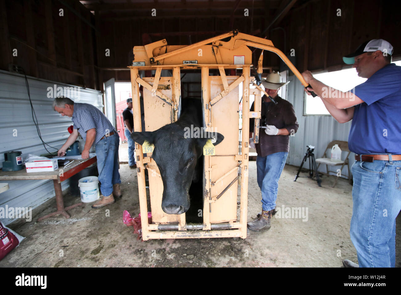 Artificial insemination cow hi-res stock photography and images - Alamy