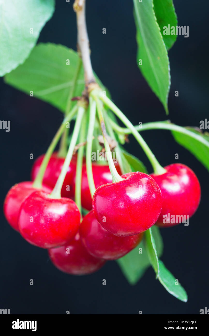 Cherry background sweet organic hi-res stock photography and images - Alamy