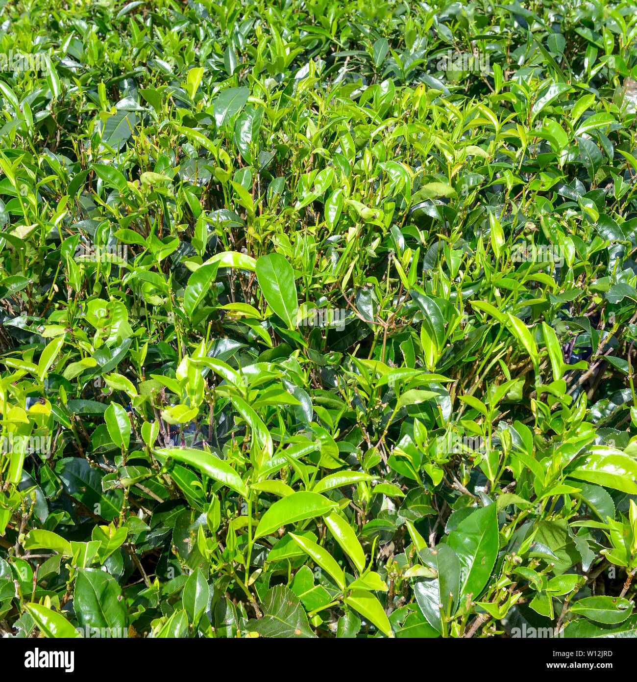 Asian foliage hi-res stock photography and images - Alamy