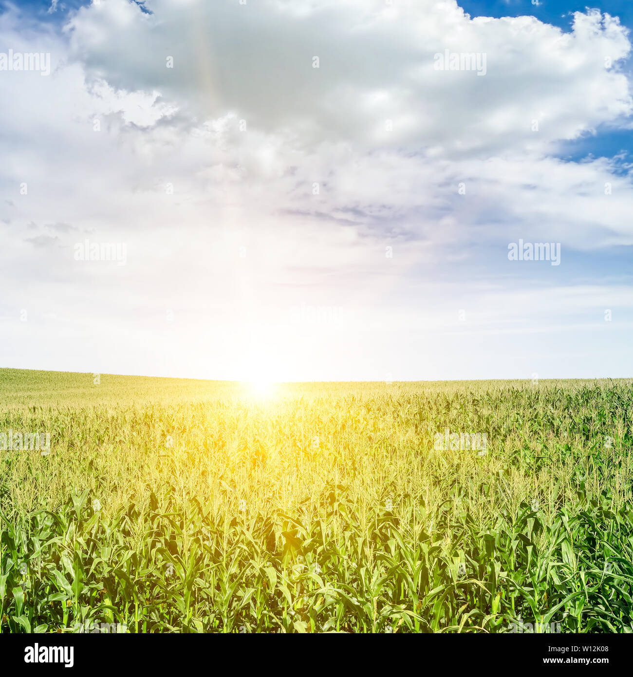 Fall background corn field hi-res stock photography and images - Alamy