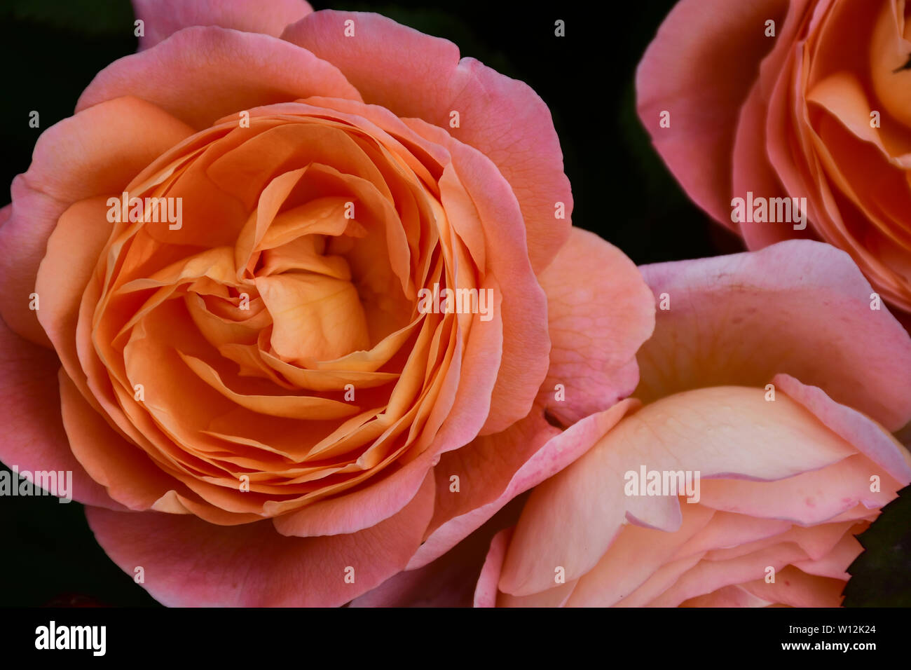 Rose lady emma hamilton hi-res stock photography and images - Alamy