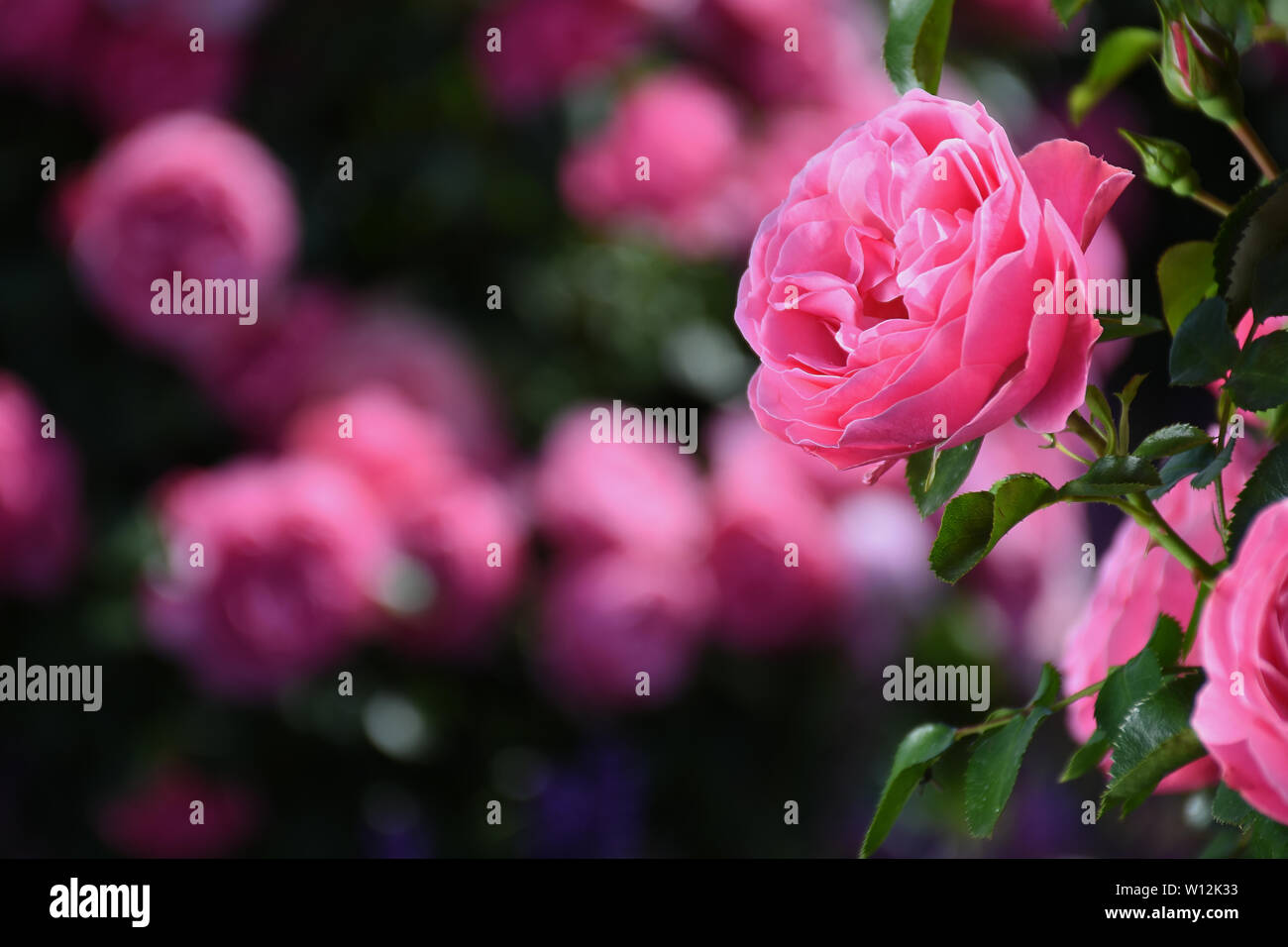 Rose leonardo da vinci hi-res stock photography and images - Alamy