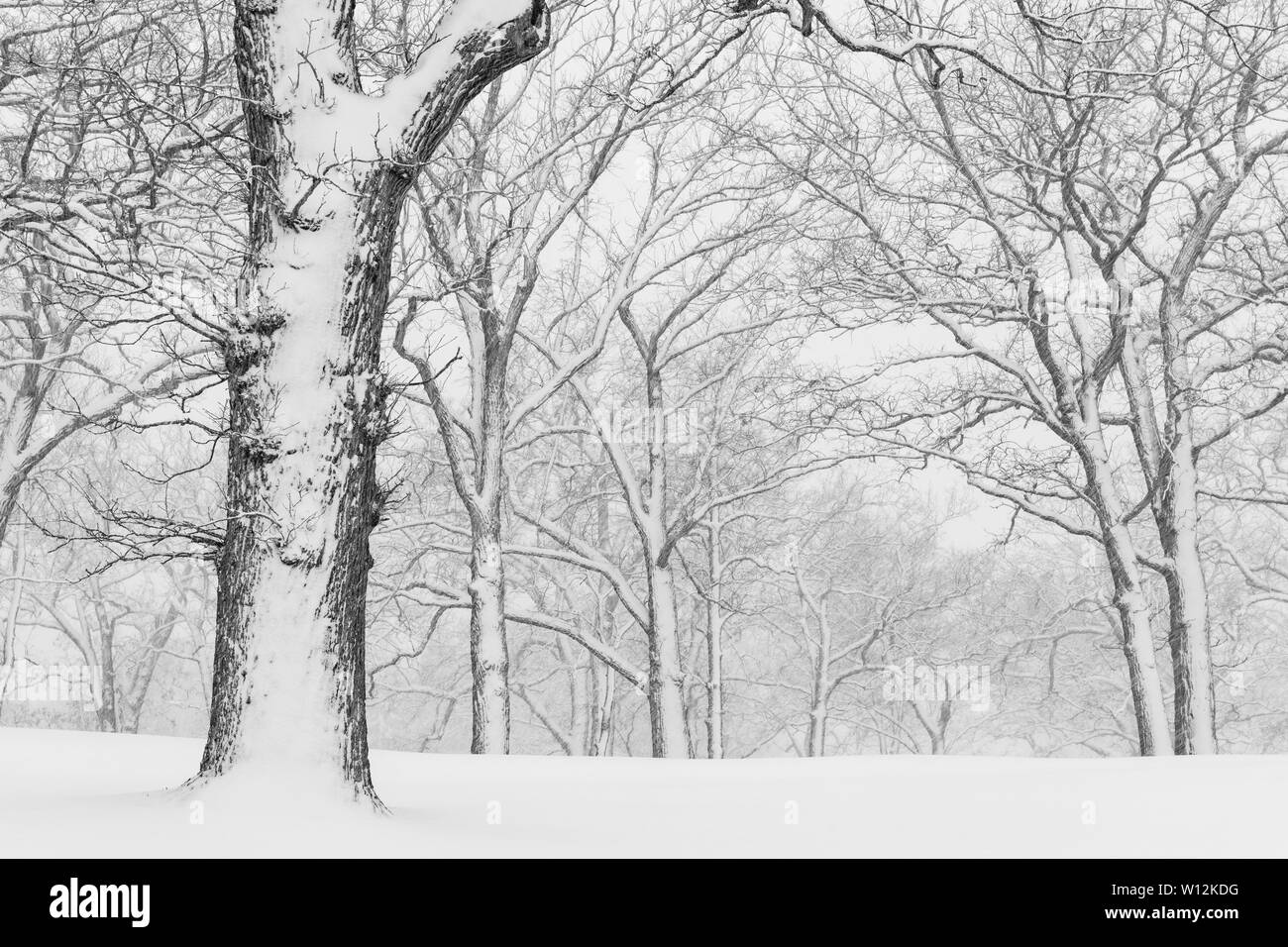 April Snowstorm, Woodland, USA, by Dominique Braud/Dembinsky Photo ...
