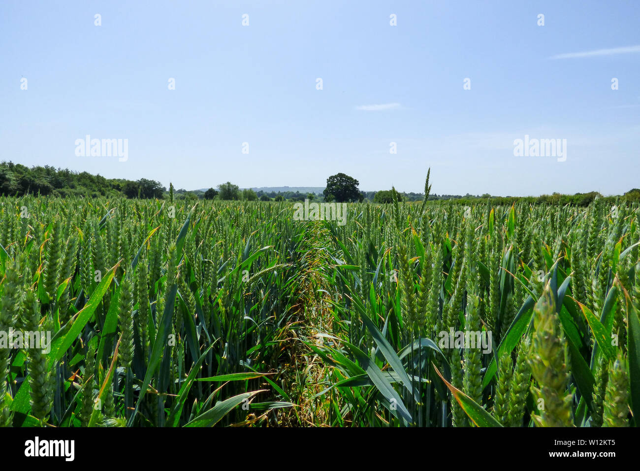 Pershore purple hi-res stock photography and images - Alamy