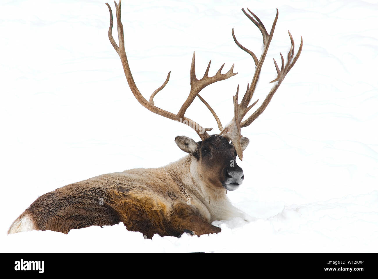 Woodland Caribou Snow