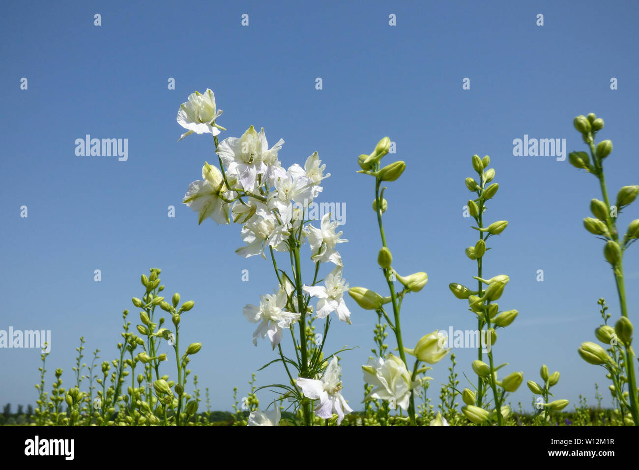 Pershore purple hi-res stock photography and images - Alamy
