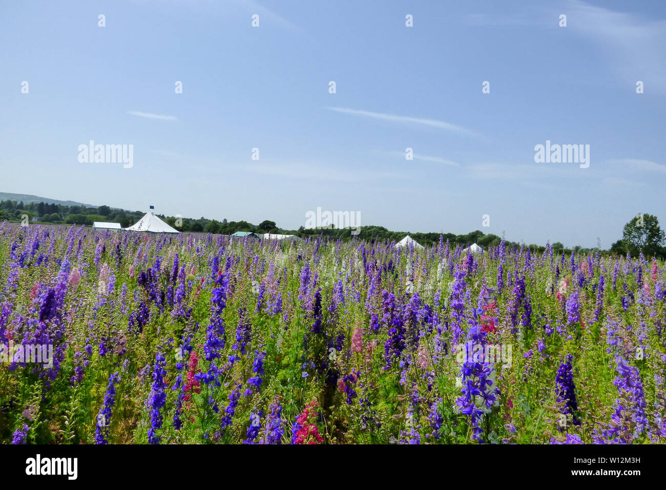 the confetti fields, wick, pershore Stock Photo - Alamy