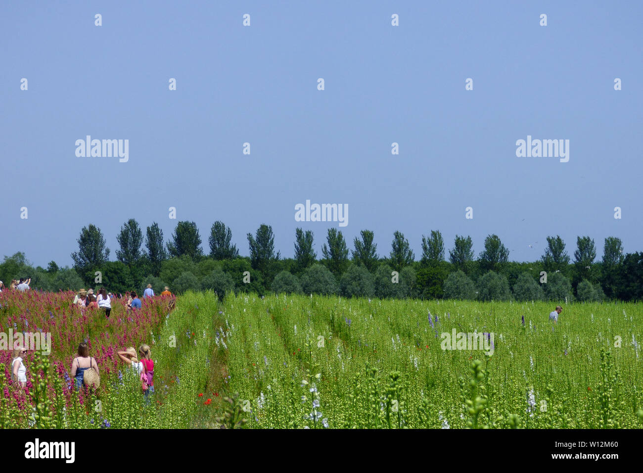 the confetti fields, wick, pershore Stock Photo - Alamy
