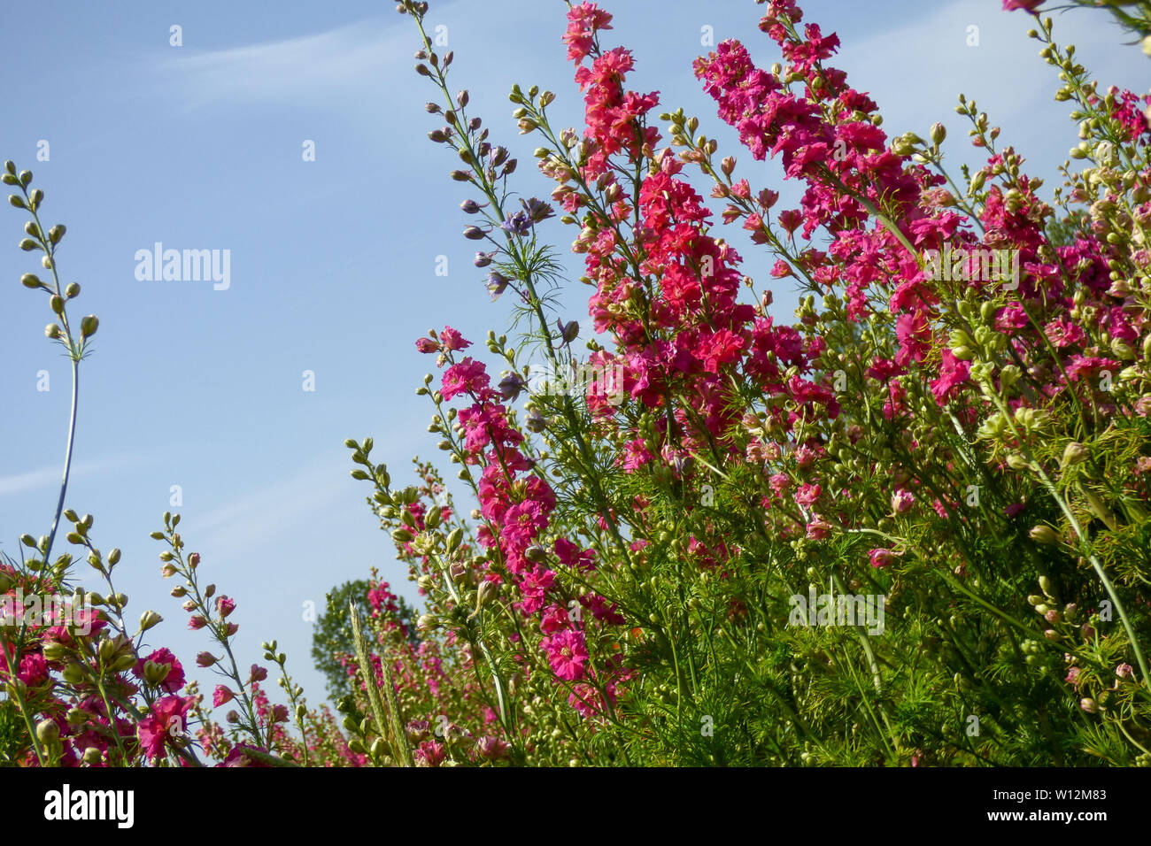 the confetti fields, wick, pershore Stock Photo - Alamy