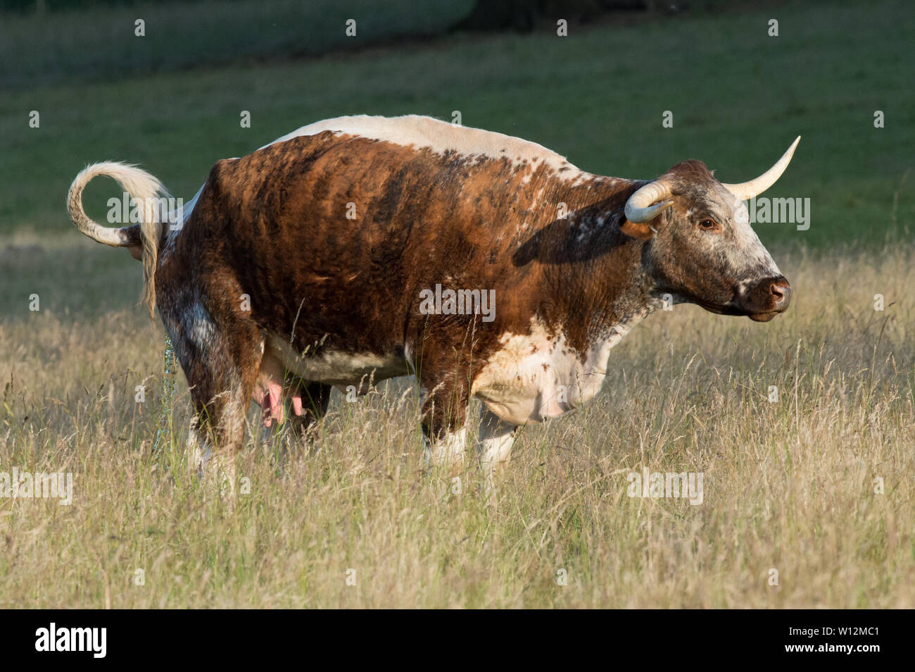 A graceful English Longhorn cow in Panshanger Park, Hertford, UK - a ...