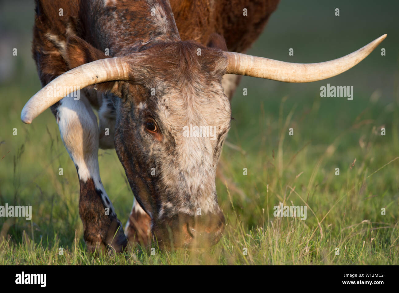 Beautiful English Longhorn grazing peacefully in Panshanger Park ...