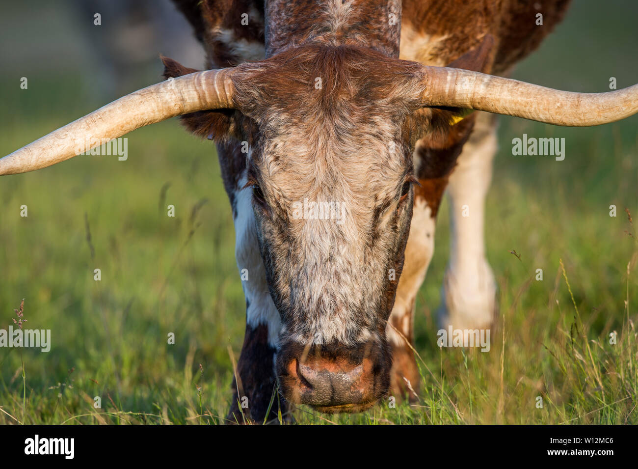 English Longhorn cow grazing in Panshanger Park, Hertford, UK Stock ...