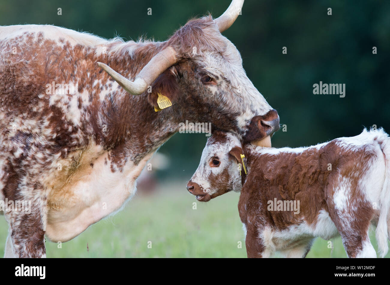 Hertfordshire panshanger park hi-res stock photography and images - Alamy