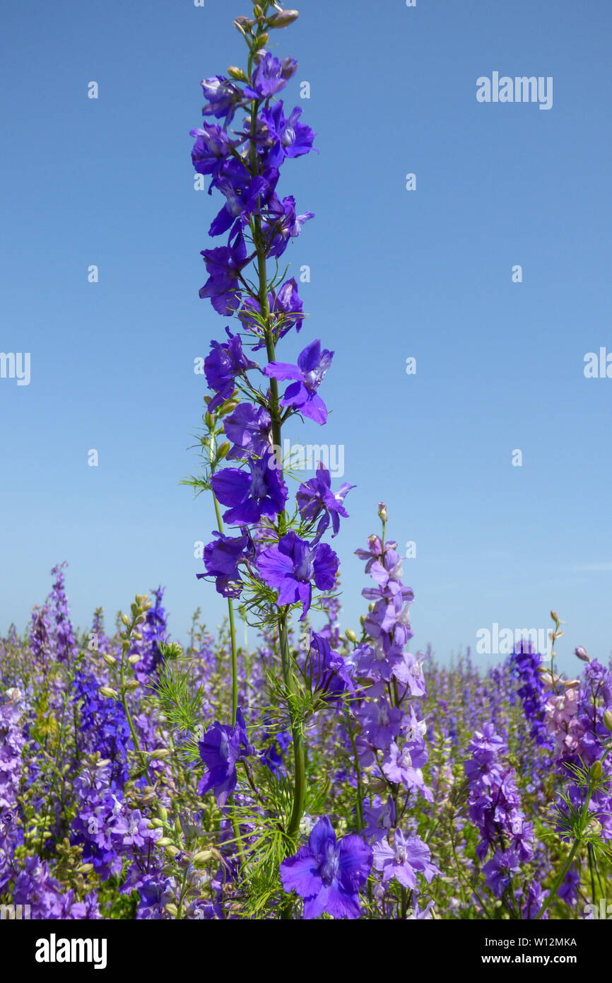 the confetti fields, wick, pershore Stock Photo - Alamy