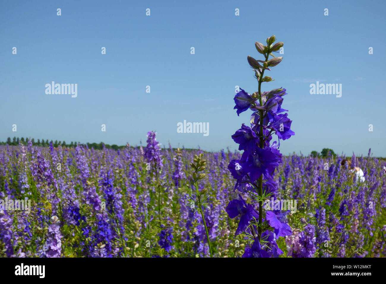 the confetti fields, wick, pershore Stock Photo - Alamy