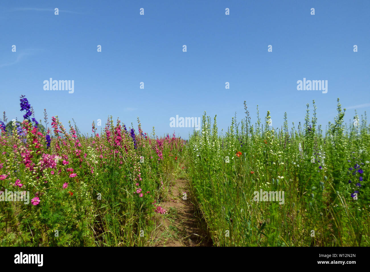 the confetti fields, wick, pershore Stock Photo - Alamy