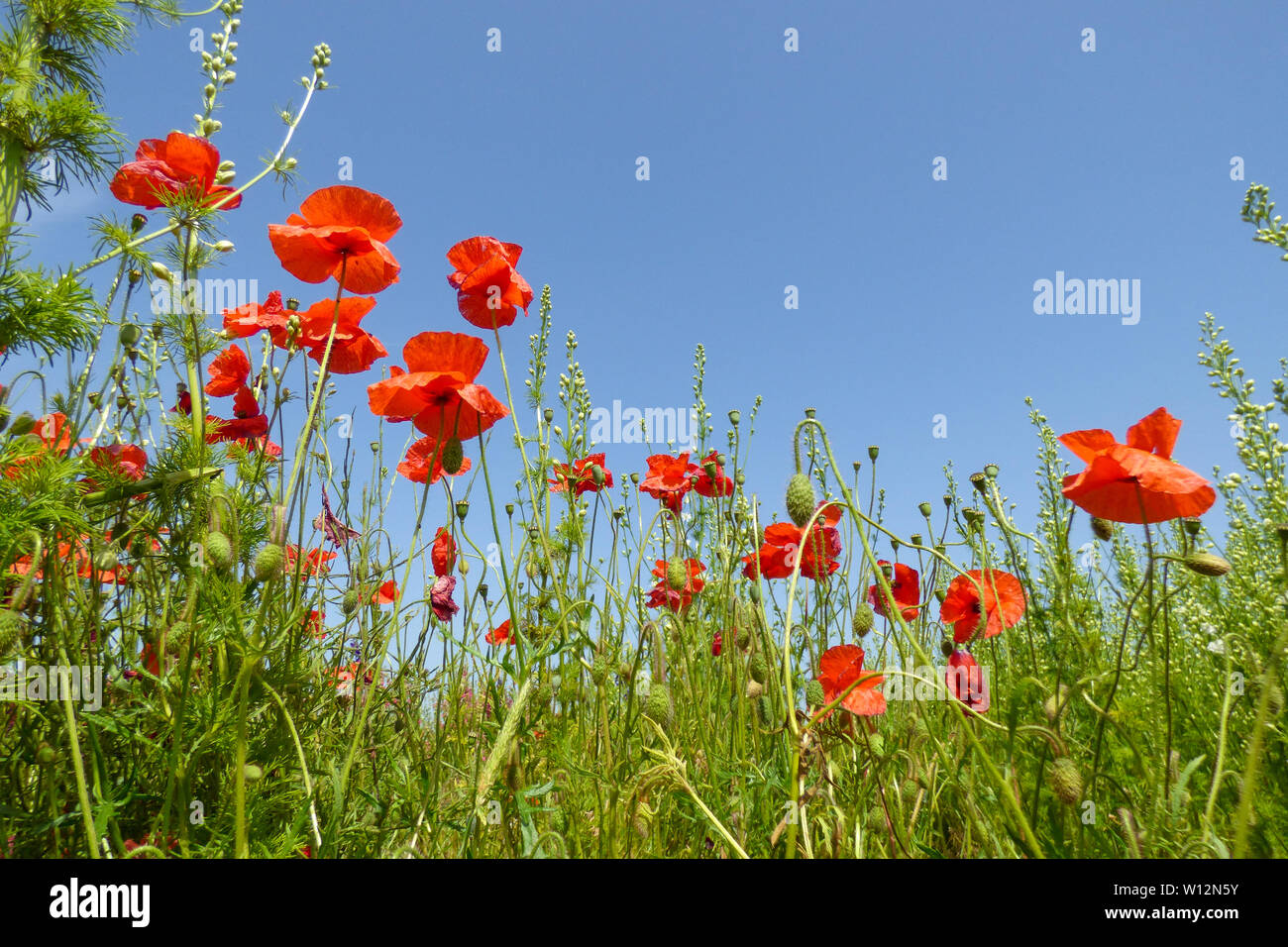 the confetti fields, wick, pershore Stock Photo - Alamy
