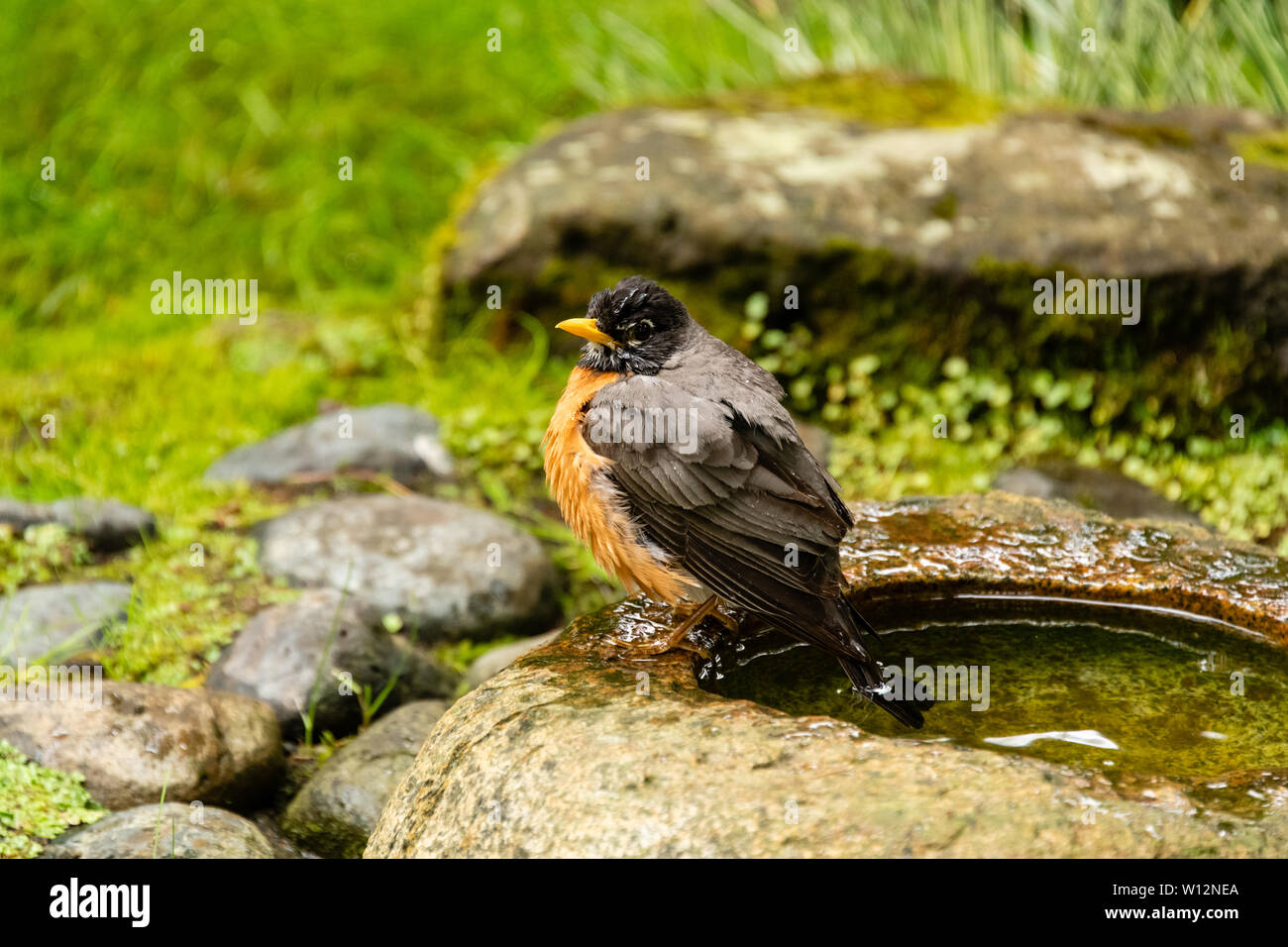 Golden Robin High Resolution Stock Photography and Images - Alamy