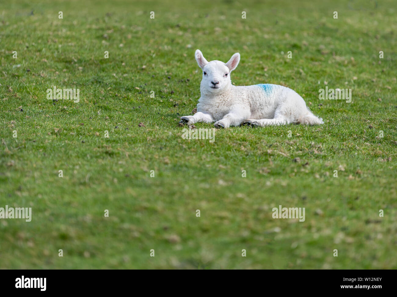 Lamb at rest Stock Photo - Alamy