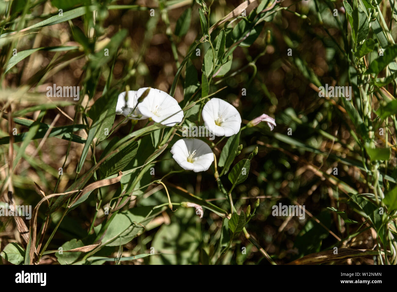 Little wheat grass hi-res stock photography and images - Alamy