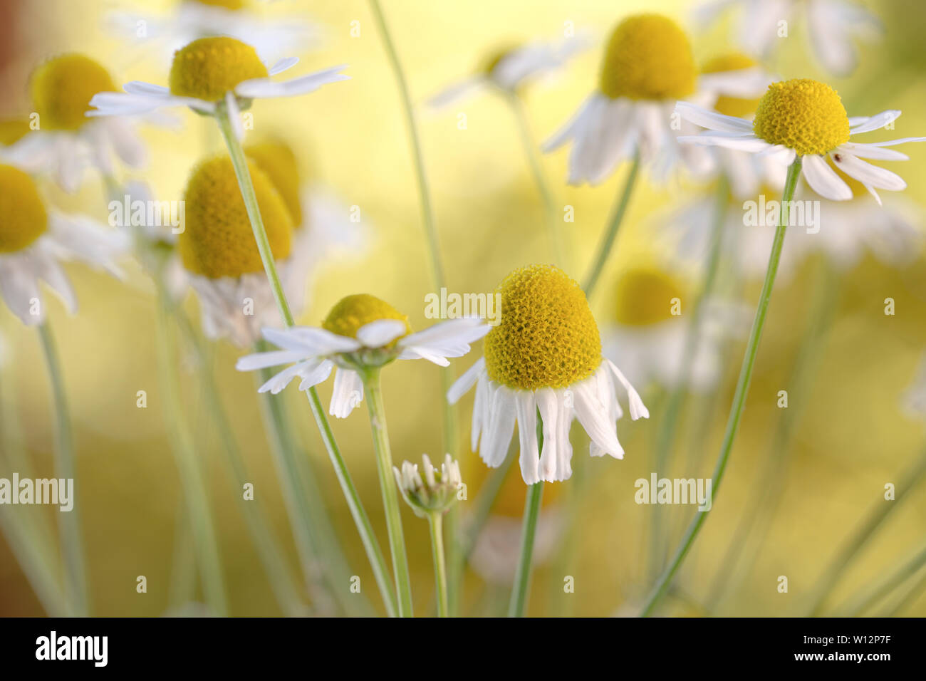 Chamomile daisy flower hi-res stock photography and images - Alamy