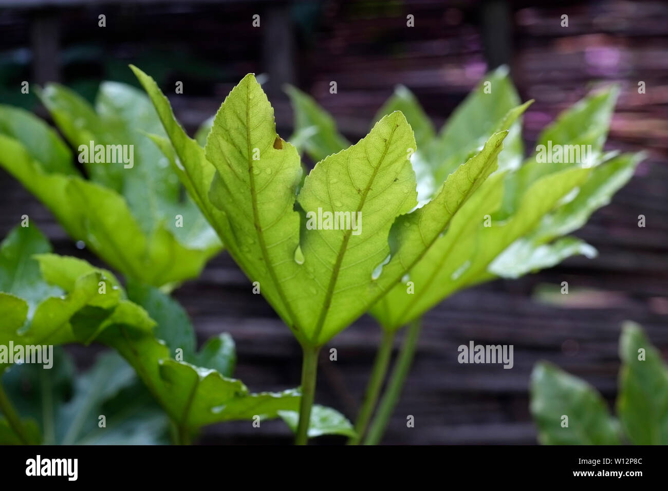 Fatsia japonica leaf hi-res stock photography and images - Alamy
