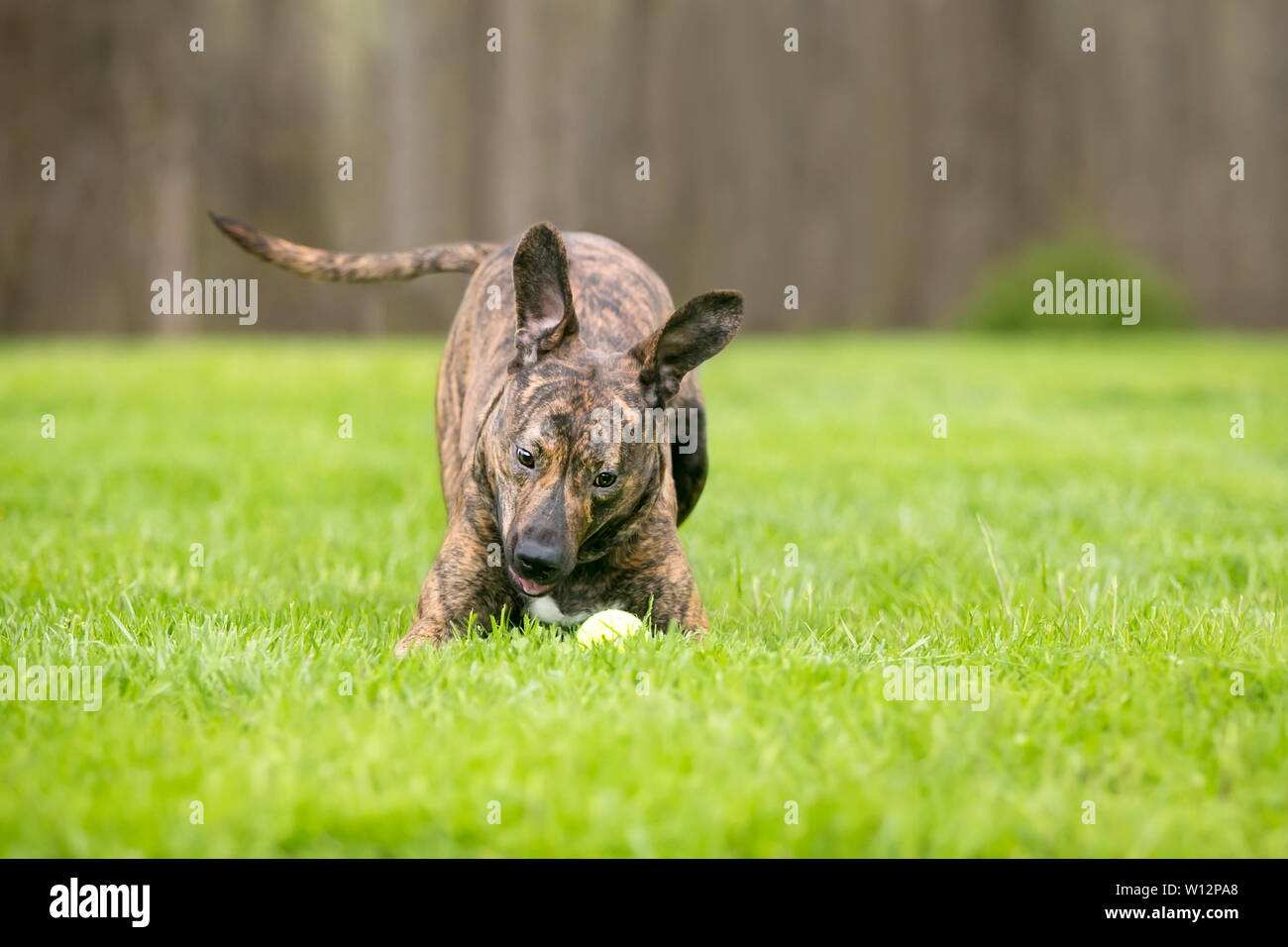 Dog pouncing on a ball hi-res stock photography and images - Alamy