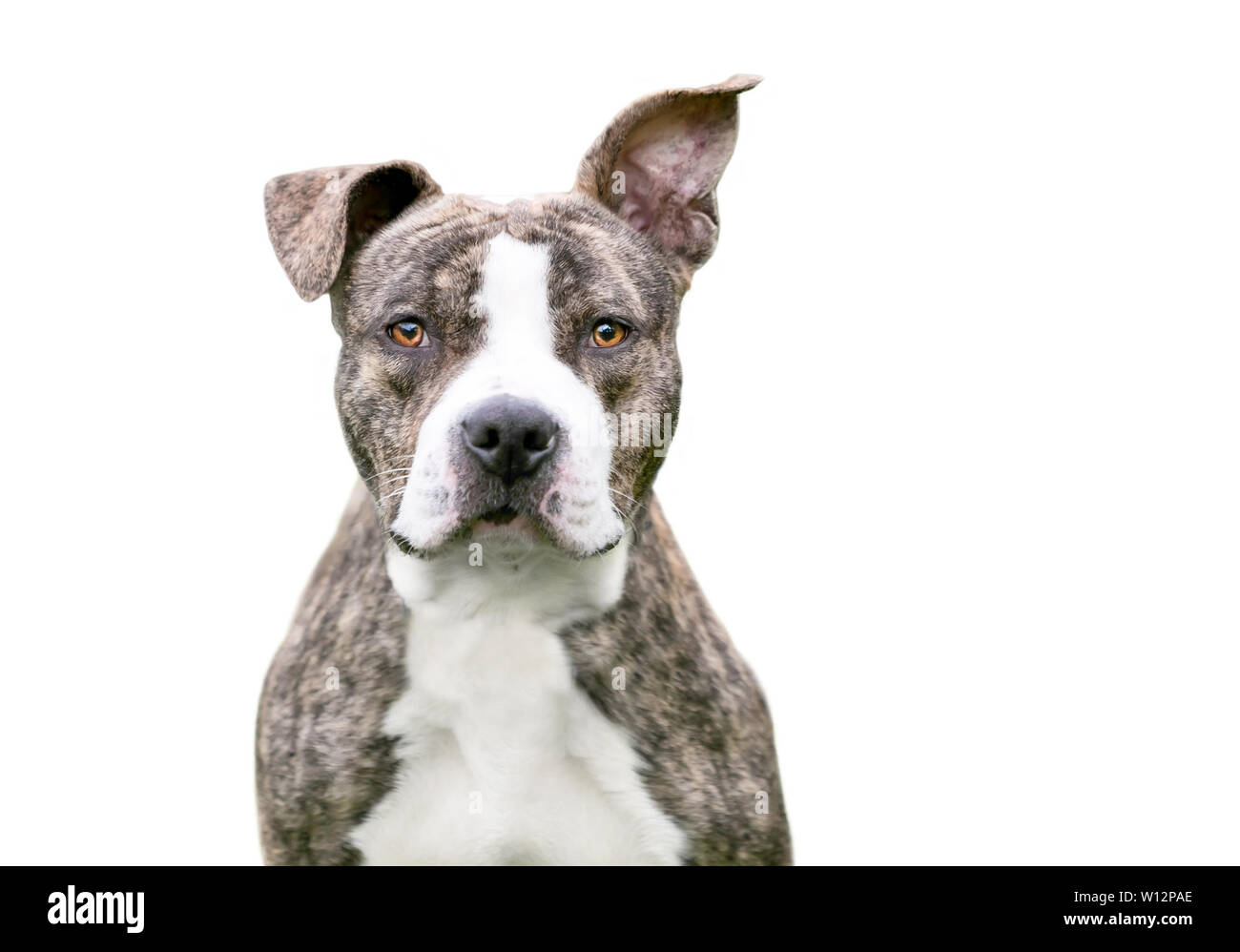 Pit bull staring at camera hi-res stock photography and images - Alamy