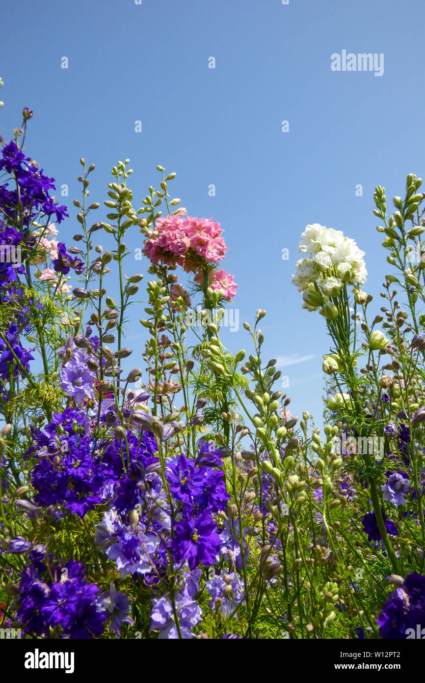 THE CONFETTI FIELDS, WICK, PERSHORE, WORCESTERSHIRE Stock Photo - Alamy