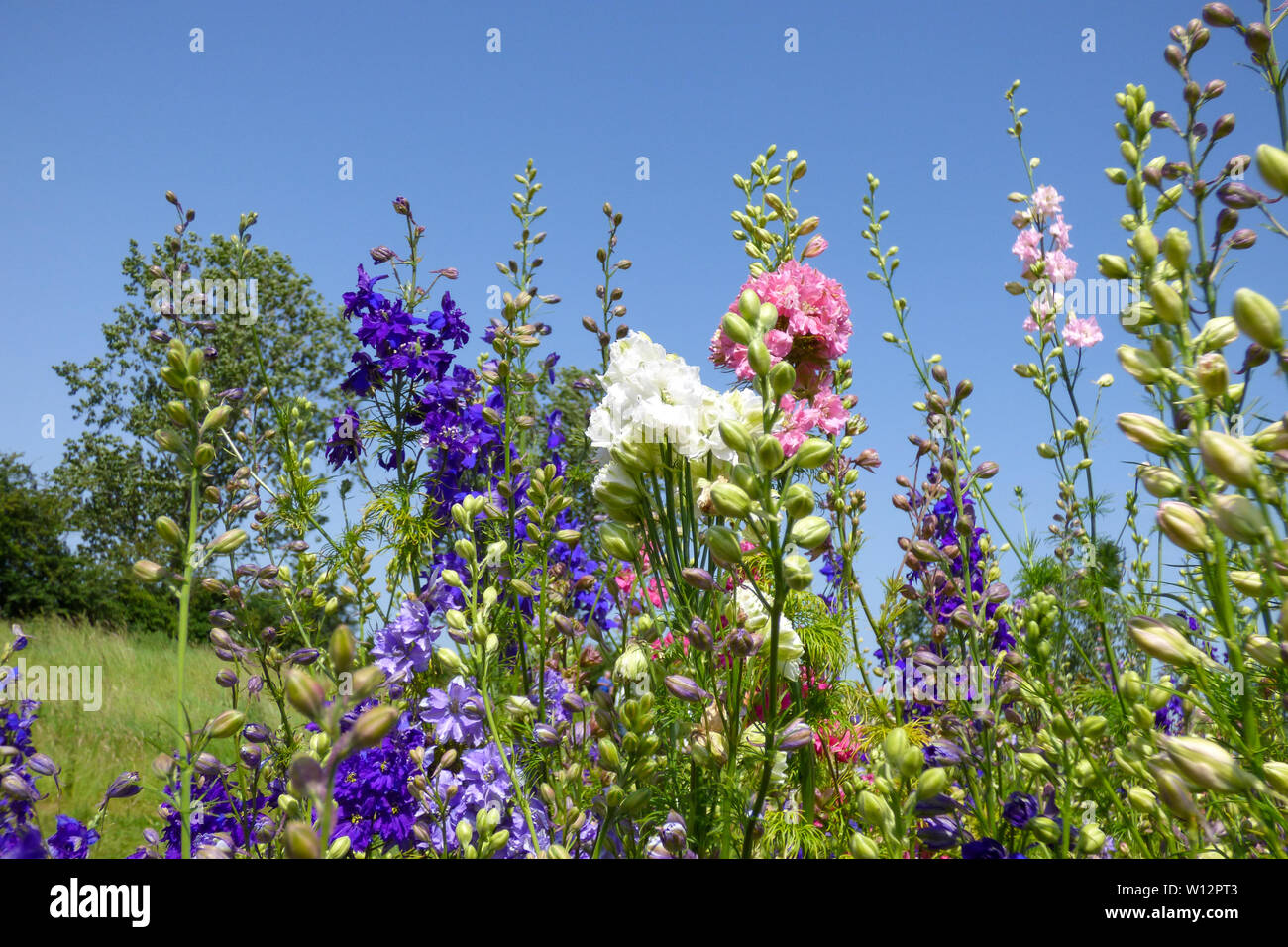 THE CONFETTI FIELDS, WICK, PERSHORE, WORCESTERSHIRE Stock Photo - Alamy
