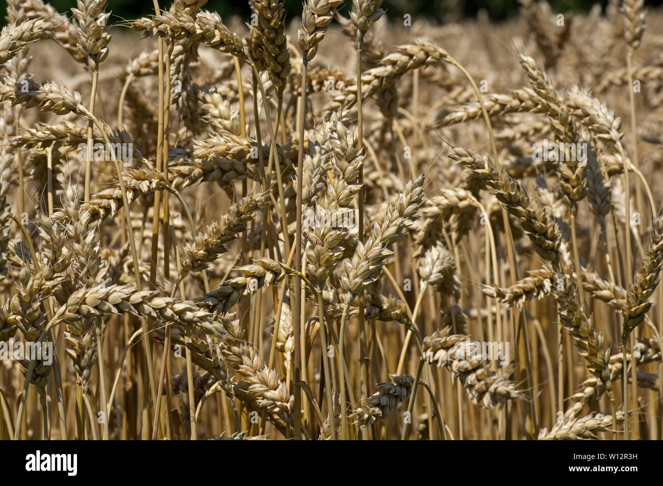Grain growing farm hi-res stock photography and images - Alamy