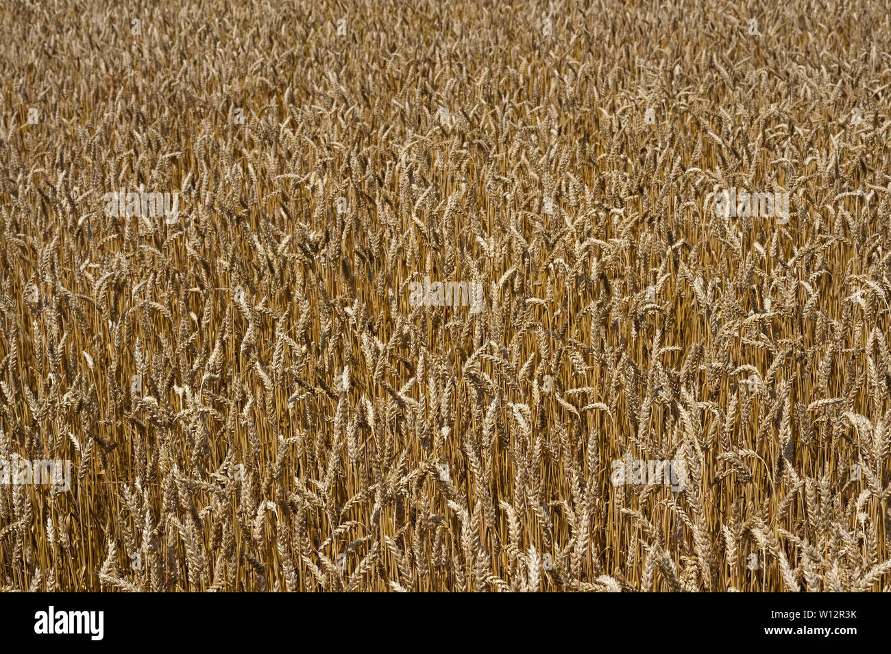Wheat growing on a rural farm in the USA. It is a grass widely ...